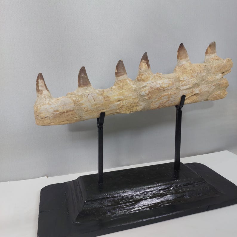 Dinosaur Great Fossil Mosasaurus Jaw Moroccan Cretaceous 66 Million ...