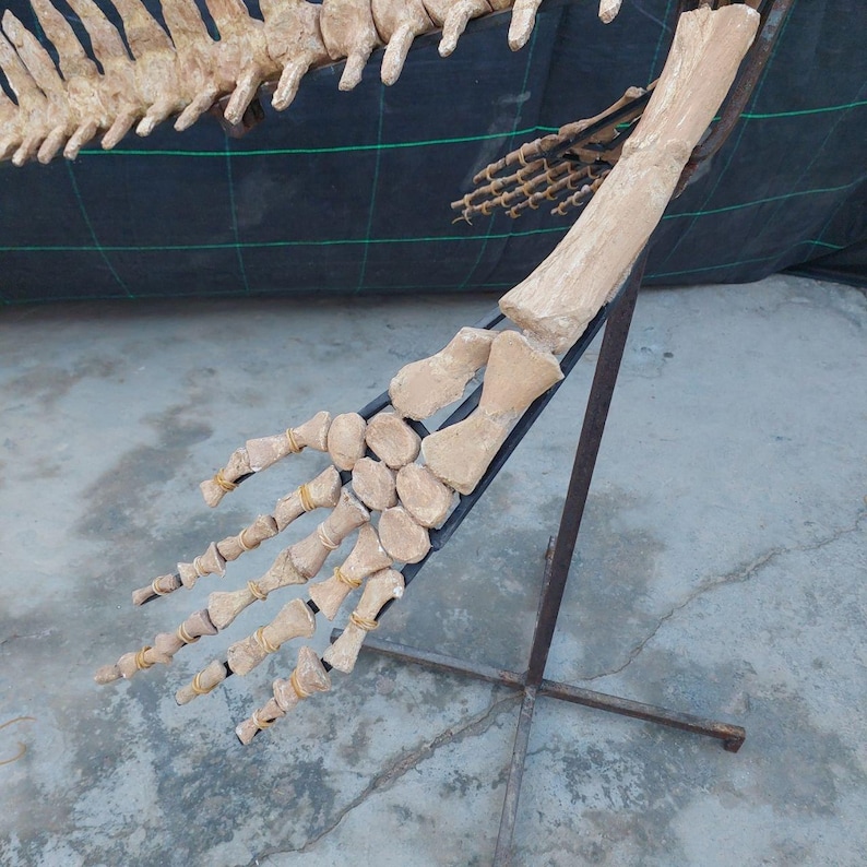Museum-grade Halisaurus Mosasaur Skeleton Fossil - 197" Cretaceous ...