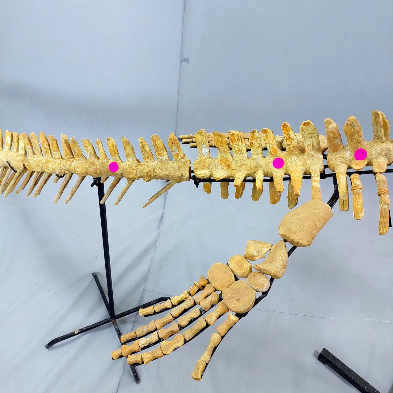 Mosasaur Skeleton Fossil: Prognathodon Anceps, Cretaceous Reptile ...