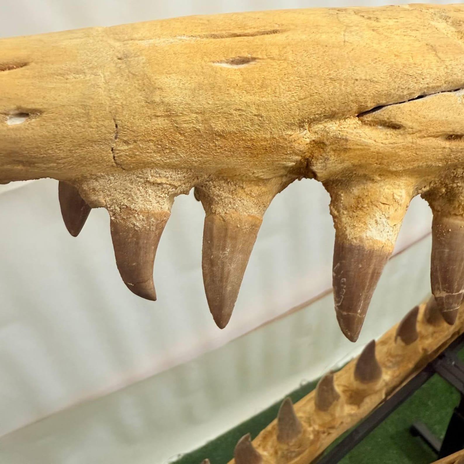 Huge Hainosaurus SKULL 47.3 Mosasaurus Fossil Museum Quality ...