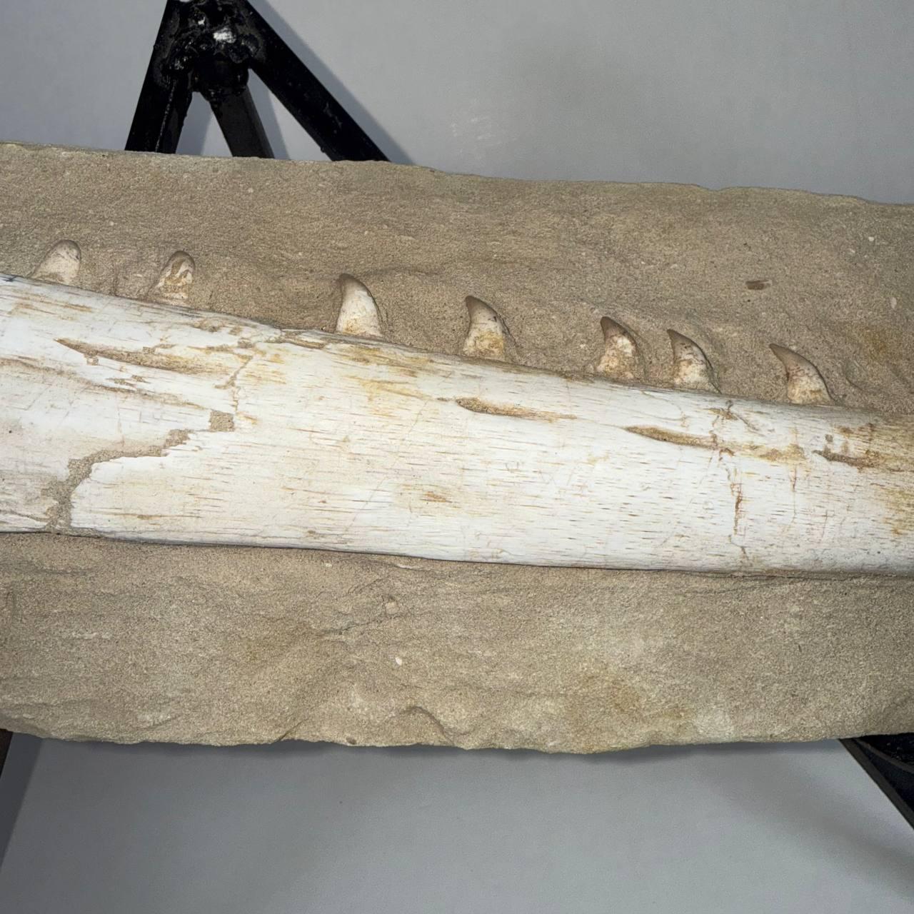 Exremely RARE Tylosaurus Sp Fossil JAW in Matrix Authentic Mosasaurus ...