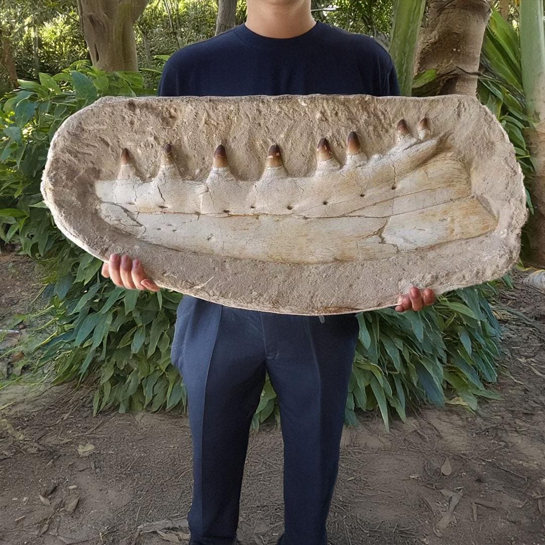 Huge Mosasaur Prognathodon Currii JAW Authentic Fossil Dinosaur in ...
