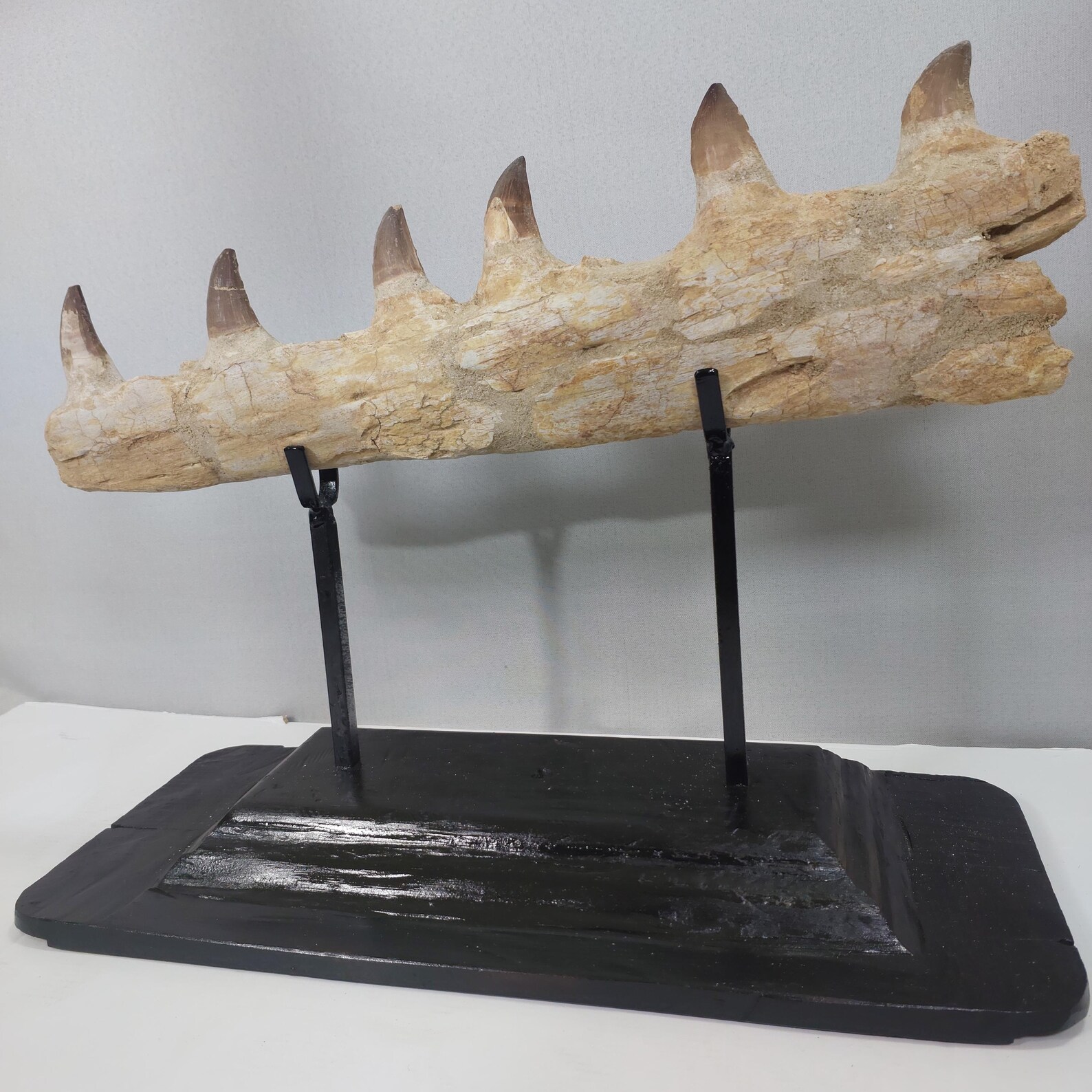 Dinosaur Great Fossil Mosasaurus Jaw Moroccan Cretaceous 66 Million ...