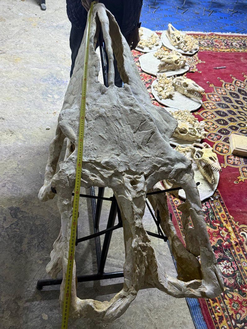 Monster HUGE MOSASAUR SKULL 61 Inch Fossil Museum Quality Paleontology ...