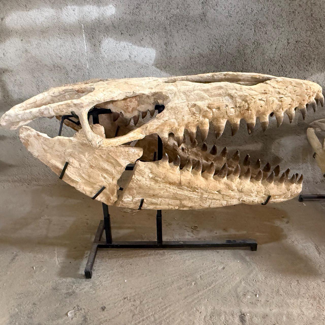 HUGE MOSASAUR SKULL 47.3 Fossil Museum Quality Paleontology Monster ...