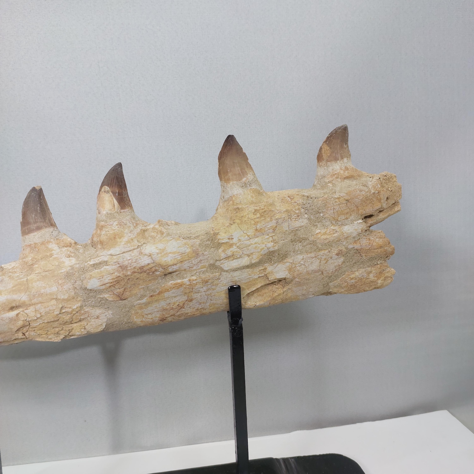 Dinosaur Great Fossil Mosasaurus Jaw Moroccan Cretaceous 66 Million ...