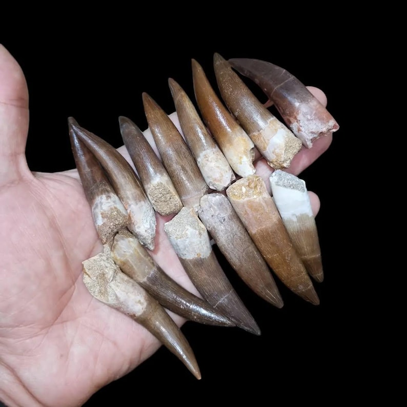 Authentic 100 Plesiosaurus Teeth Huge Fossil Museum Quality ...