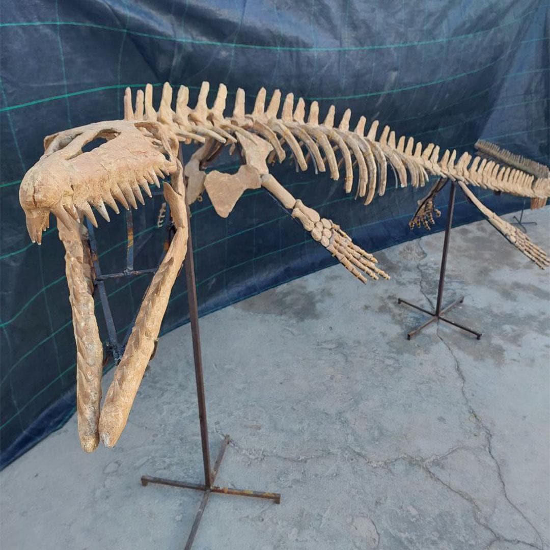 Museum-grade Halisaurus Mosasaur Skeleton Fossil - 197" Cretaceous ...