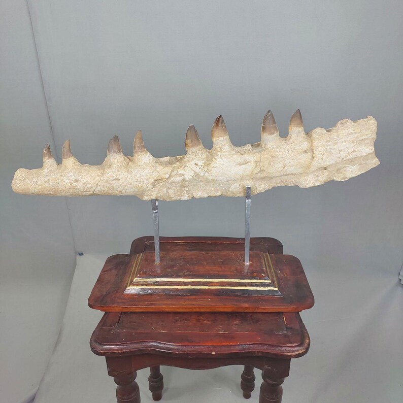 Huge Mosasaurus Jaw Fossil Dinosaur Cretaceous Morocco Paleontology T ...