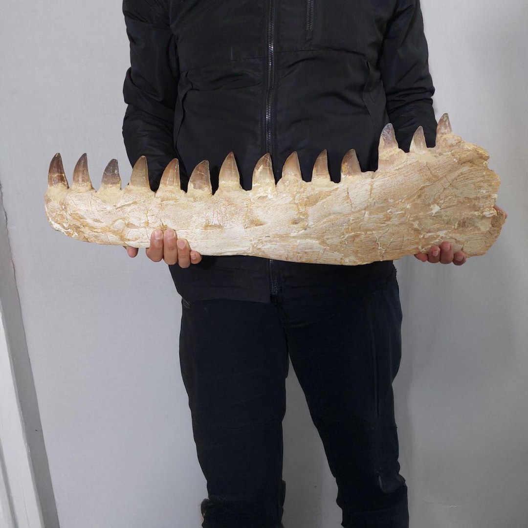Original Mosasaur Jaw Fossil Dinosaur Jurassic Reptile Museum ...