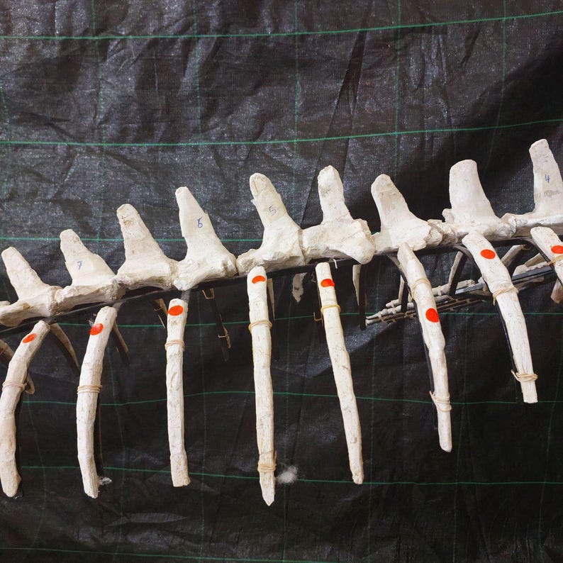 Spectacular Mosasaurus Skeleton 333 Cm 131 Inches Thalassotitan Atrox ...