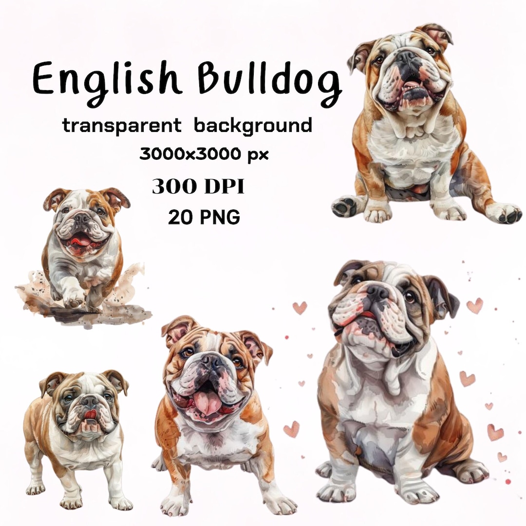 English Bulldog Clipart: 20 PNG Images for Sublimation (digital ...