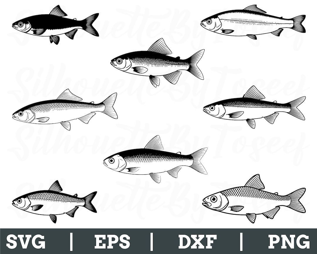 Minnow Fish Svg, Minnow Fish Silhouette, Minnow Fish Vector, Dxf, Png ...