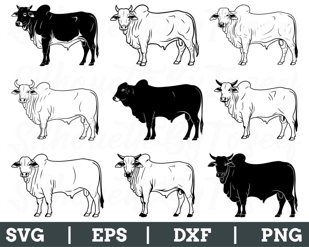Brahman Bull Svg, Brahman Bull Silhouette, Brahman Bull Vector, Dxf ...