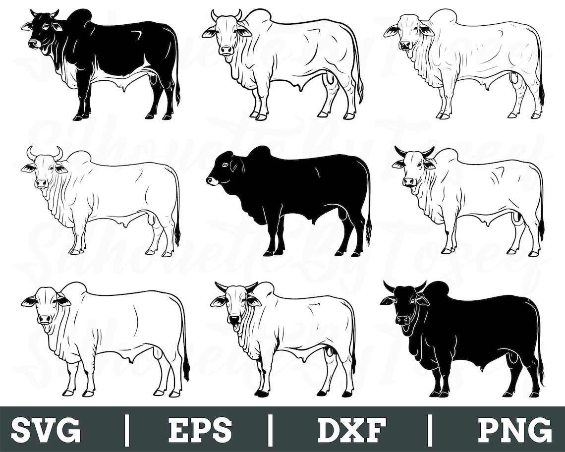 Brahman Bull Svg, Brahman Bull Silhouette, Brahman Bull Vector, Dxf ...