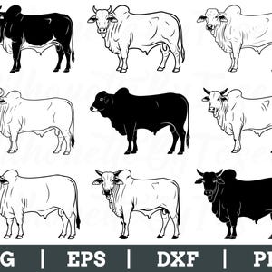 Brahman Bull Svg, Brahman Bull Silhouette, Brahman Bull Vector, Dxf ...