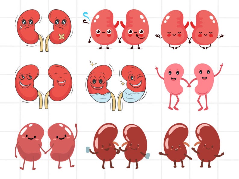 Kidney Svg Bundle, Kidney Clipart for Cricut, Kidney Silhouette, Kidney ...