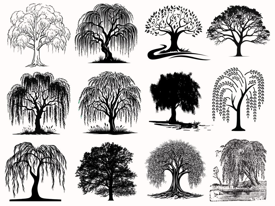 Willow Tree Svg Bundle, Willow Tree Vector, Willow Tree Design, Willow ...