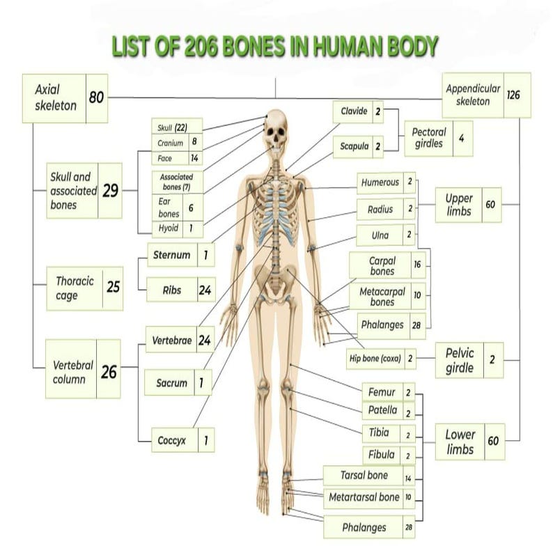 Human Bones Anatomy Image Collection - Etsy