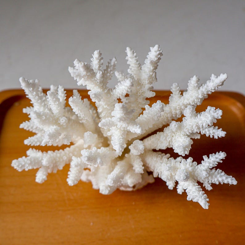 Natural White Coral Real Coral Tree Coastal Home Decor Coral Reef Ocean ...