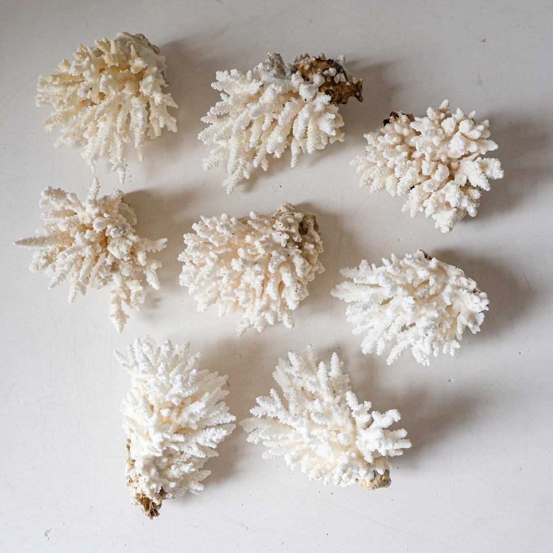 Natural White Coral Real Coral Tree Coastal Home Decor Coral Reef Ocean ...