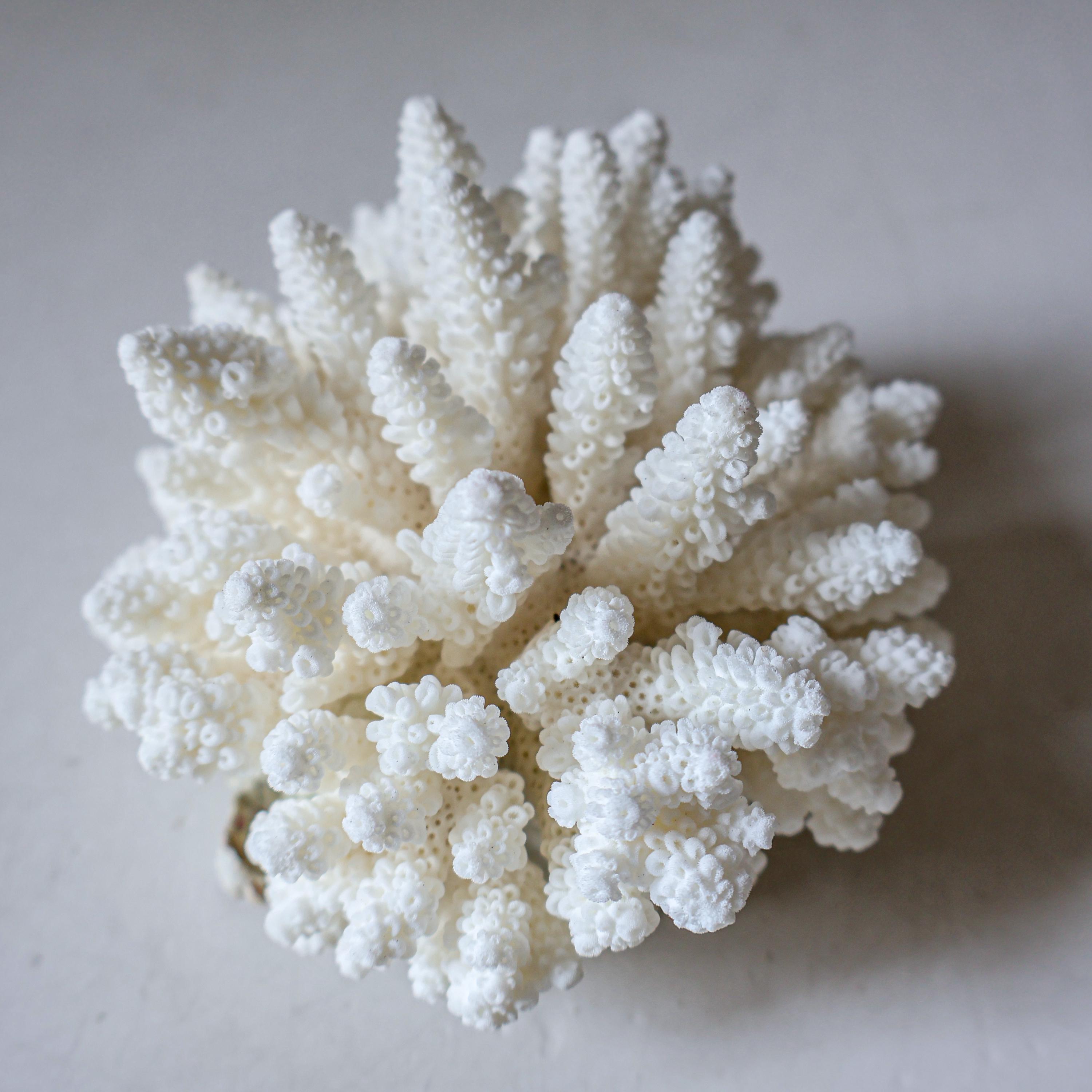 Natural White Coral Real Coral Tree Coastal Home Decor Coral Reef Ocean ...