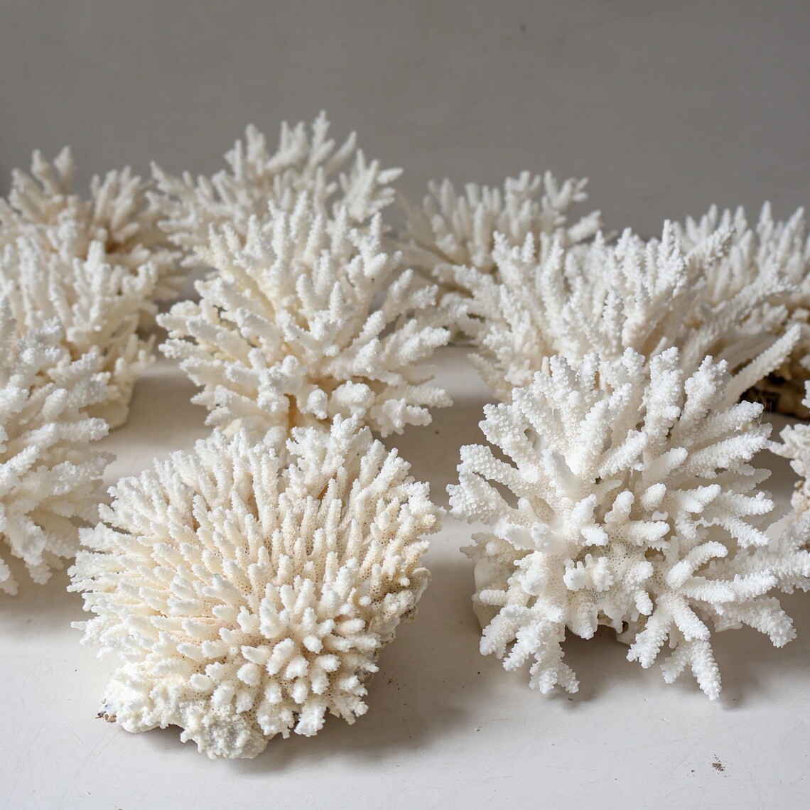 Natural White Coral Real Coral Tree Coastal Home Decor Coral Reef Ocean ...