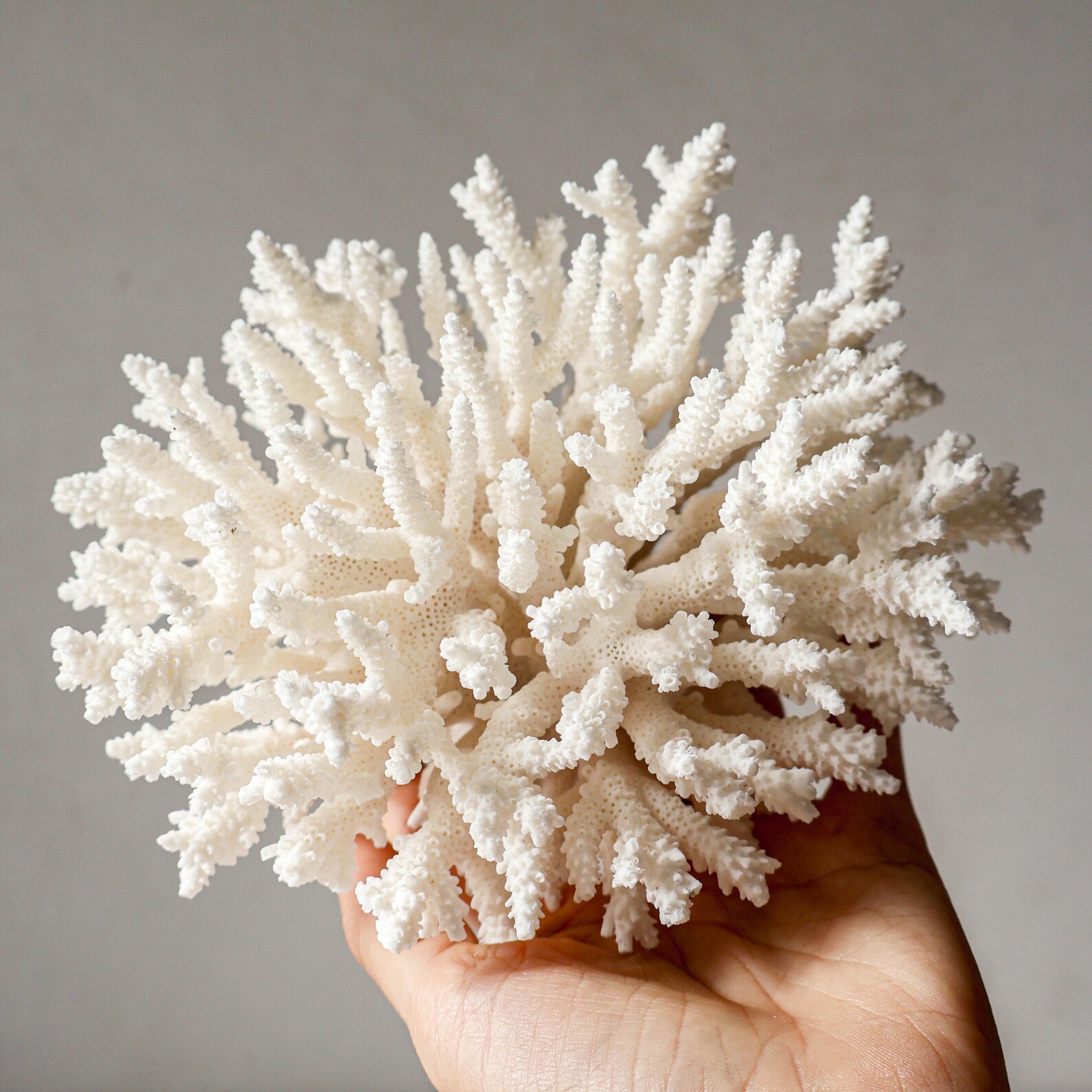 Natural White Coral Real Coral Tree Coastal Home Decor Coral Reef Ocean ...