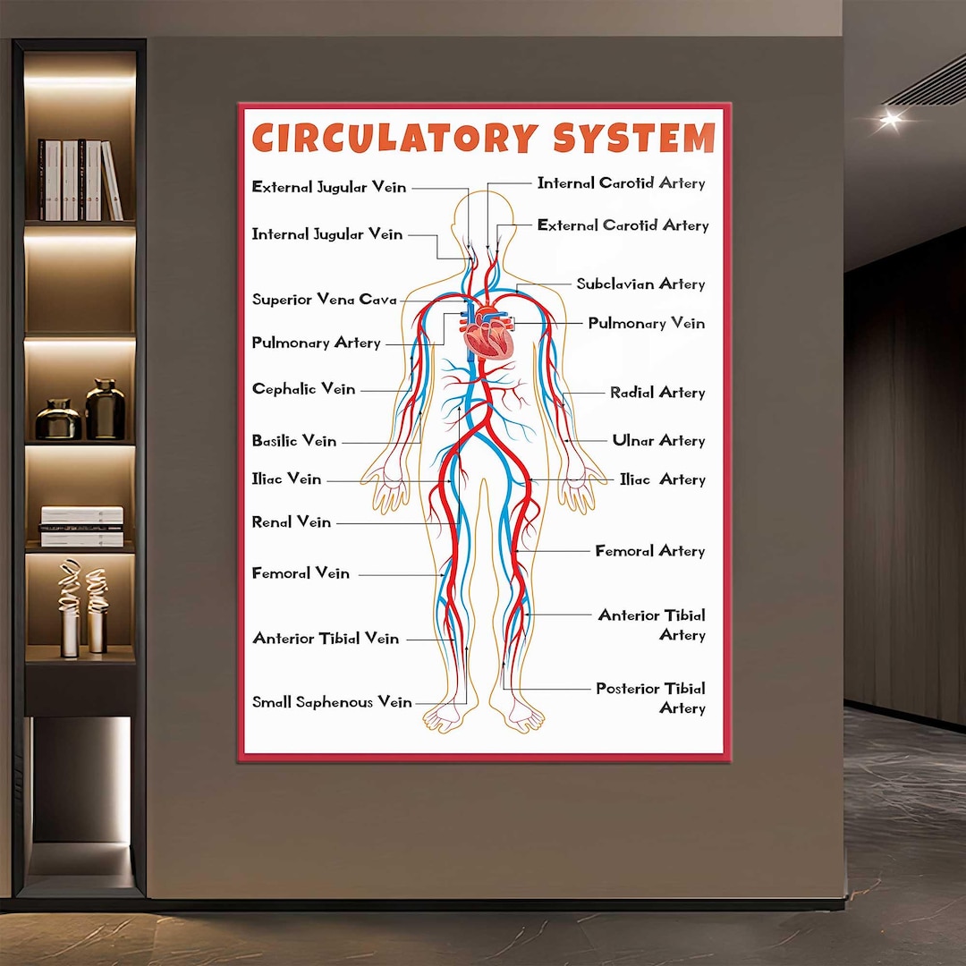 Circulatory System Tempered Glass Wall Art – Anatomy Poster – Medical ...