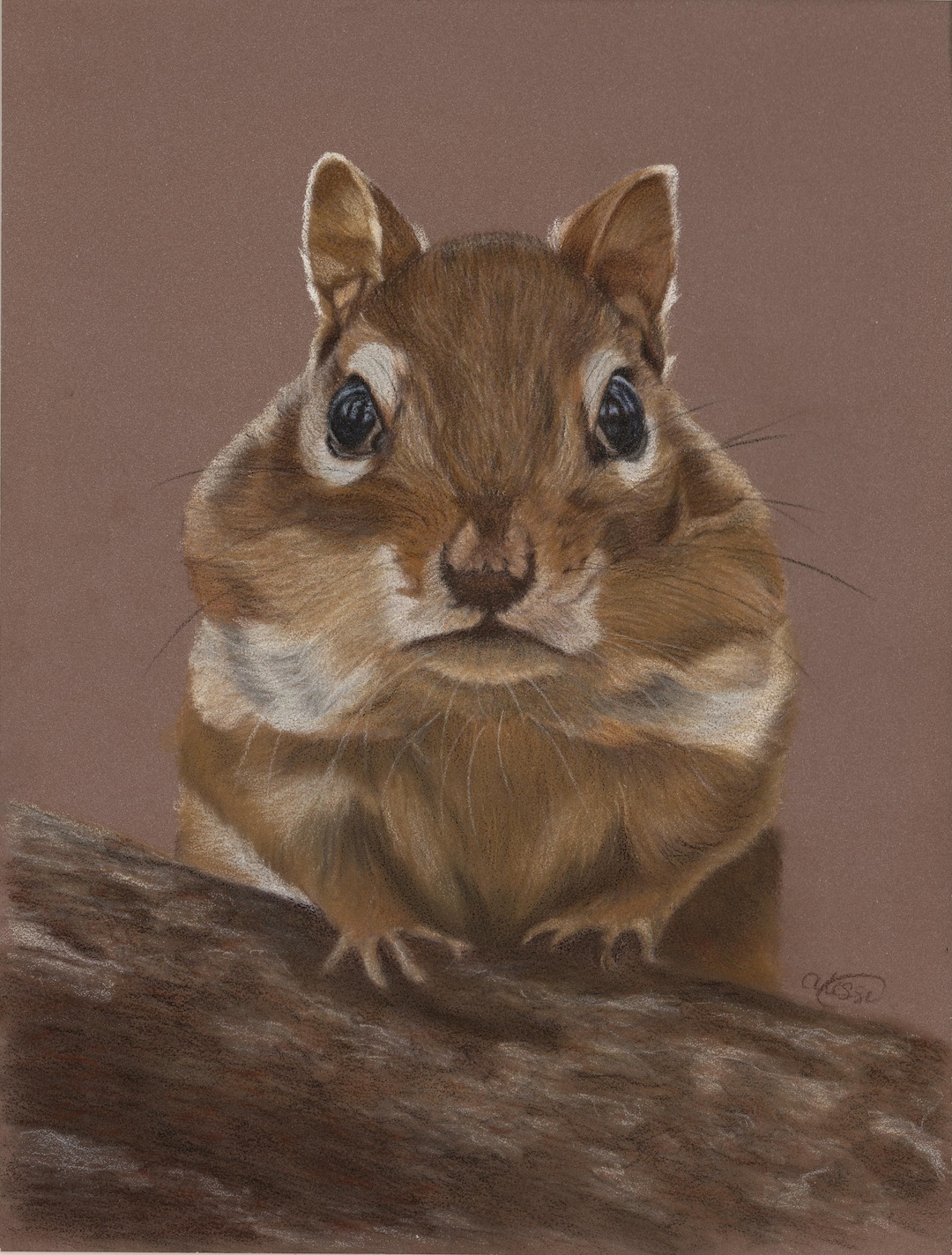 Chipmunk Coloured Pencil Drawing: Original Art by Alessi - Etsy