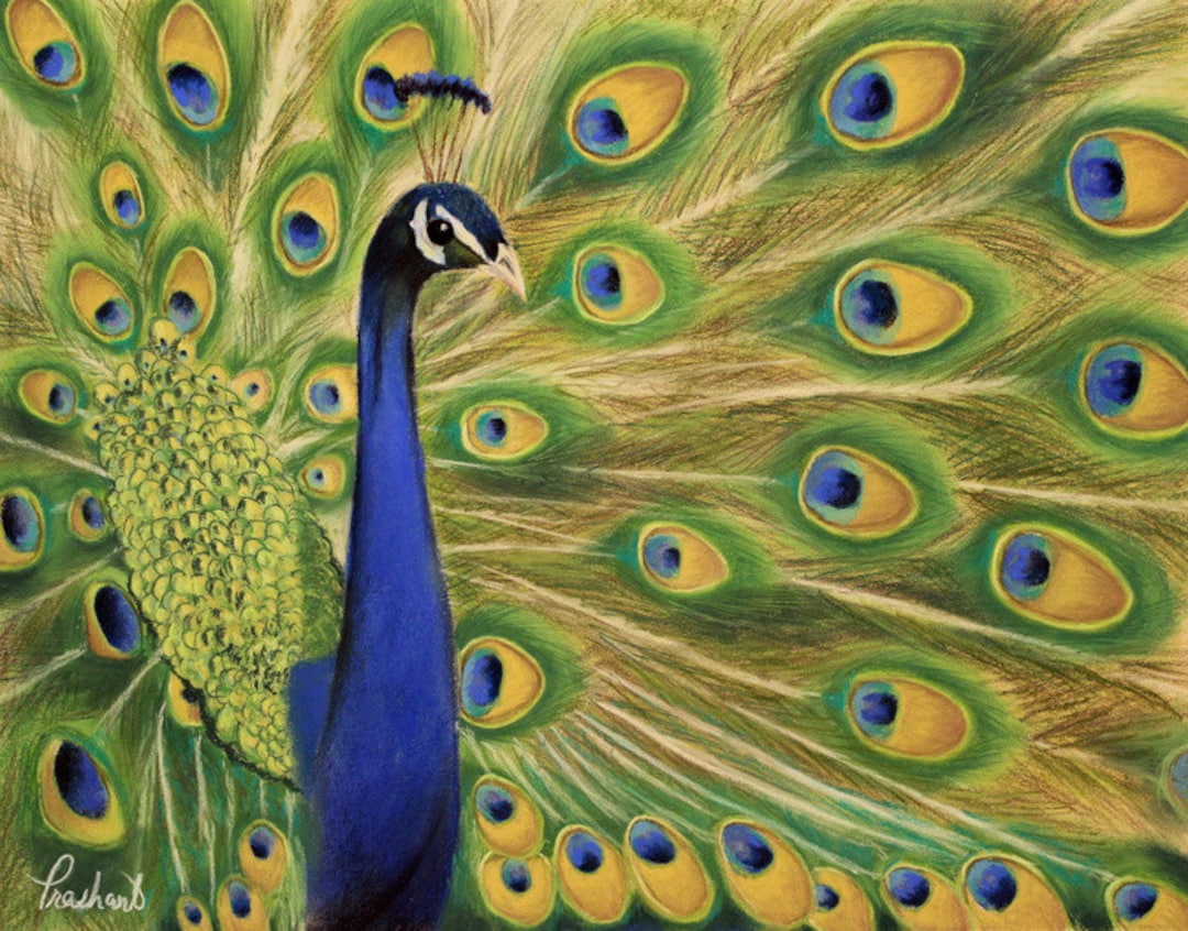Peacock in Full Bloom - Original Pastel Painting Print - 8"x10 ...