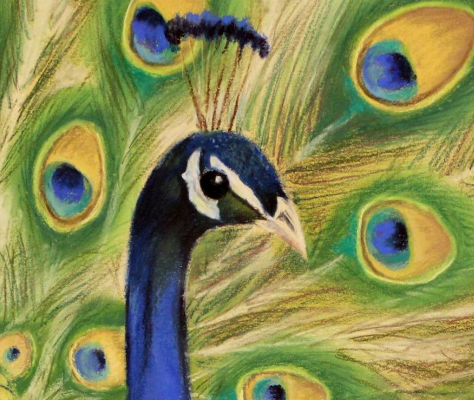 Peacock in Full Bloom - Original Pastel Painting Print - 8"x10 ...