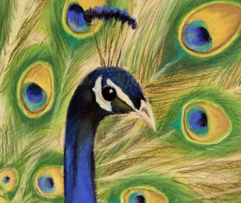 Peacock in Full Bloom - Original Pastel Painting Print - 8"x10 ...