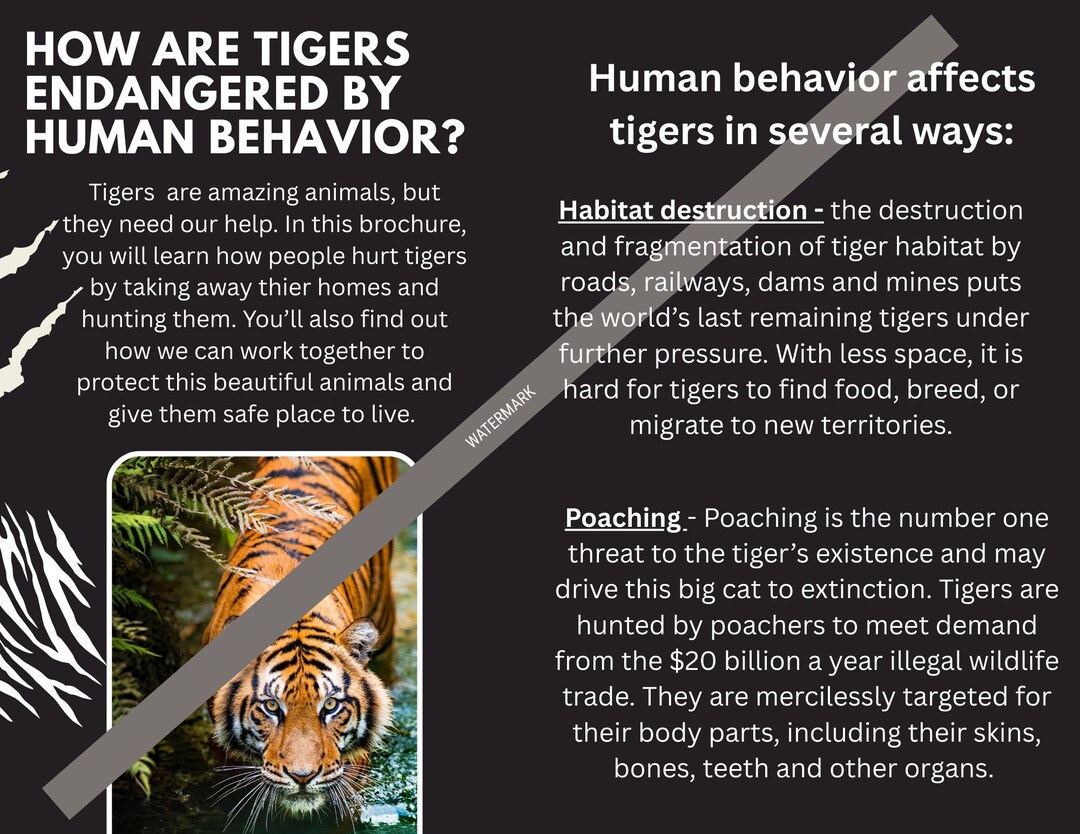 How Are Tigers Endangered by Human Behavior - Etsy