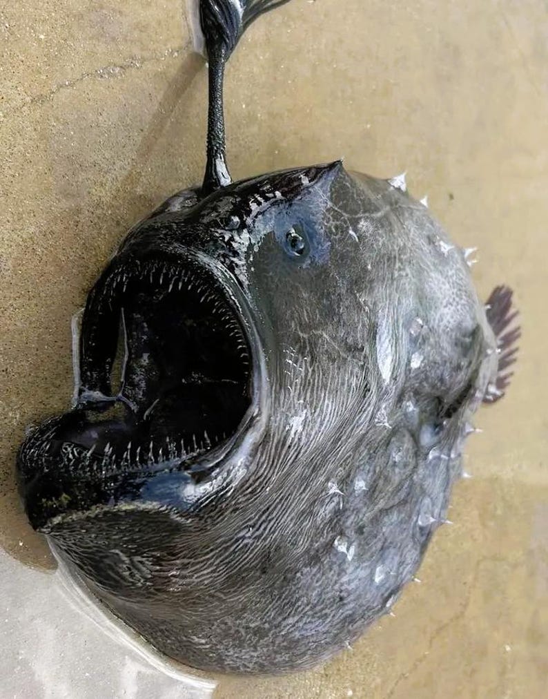 Deep Sea Angler Fish 3D Model – Highly Detailed, Game-ready, Rigged ...