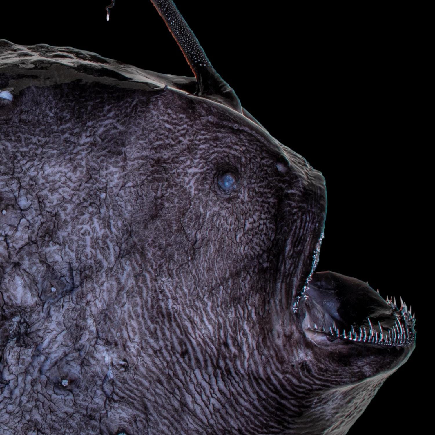 Deep Sea Angler Fish 3D Model – Highly Detailed, Game-ready, Rigged ...