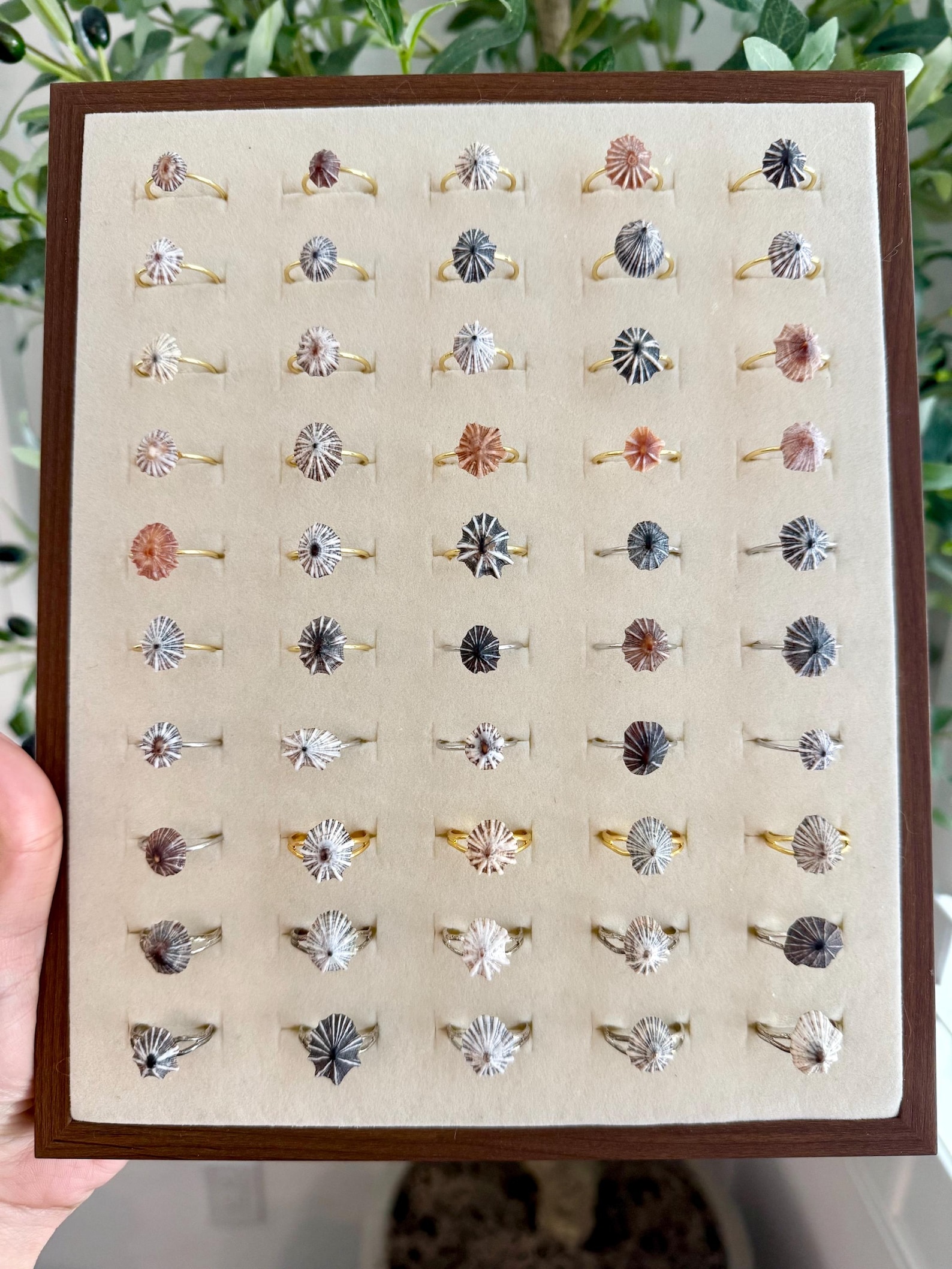 Opihi Shell Ring & Opihi Earrings – Gold/silver Adjustable Opihi Ring ...