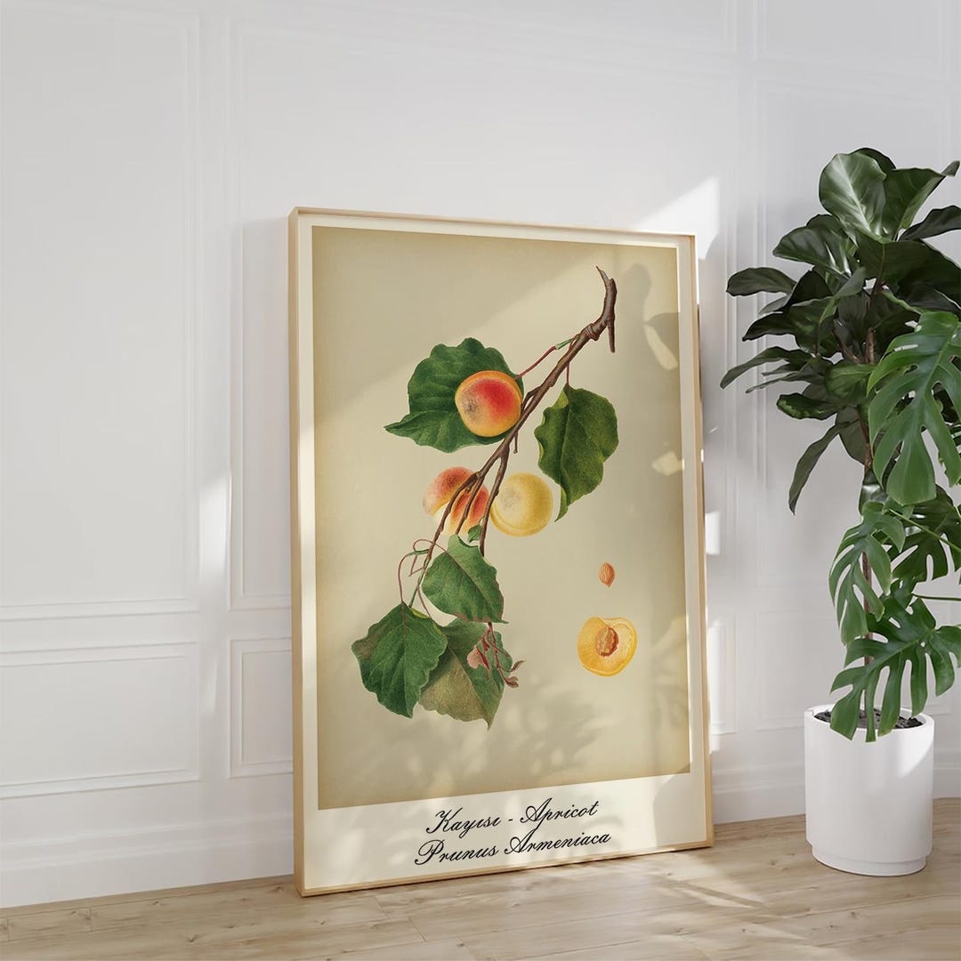 Apricot Fruit Wall Art, Kitchen Printable Decor, Watercolor Apricot ...