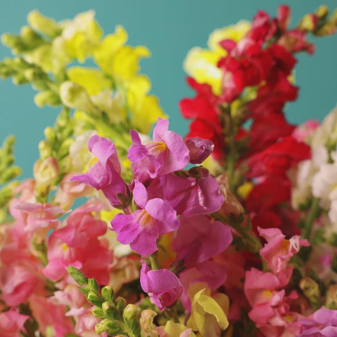 Snapdragon Rocket Mix Seeds - Etsy