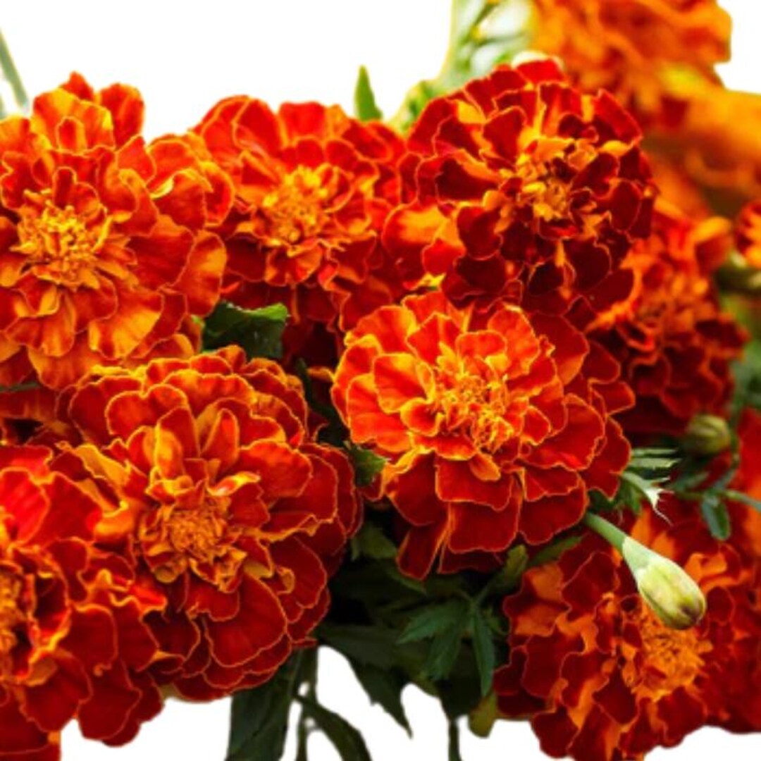 Marigold Happy Harmony Seeds Heirloom French Marigold Seed - Etsy