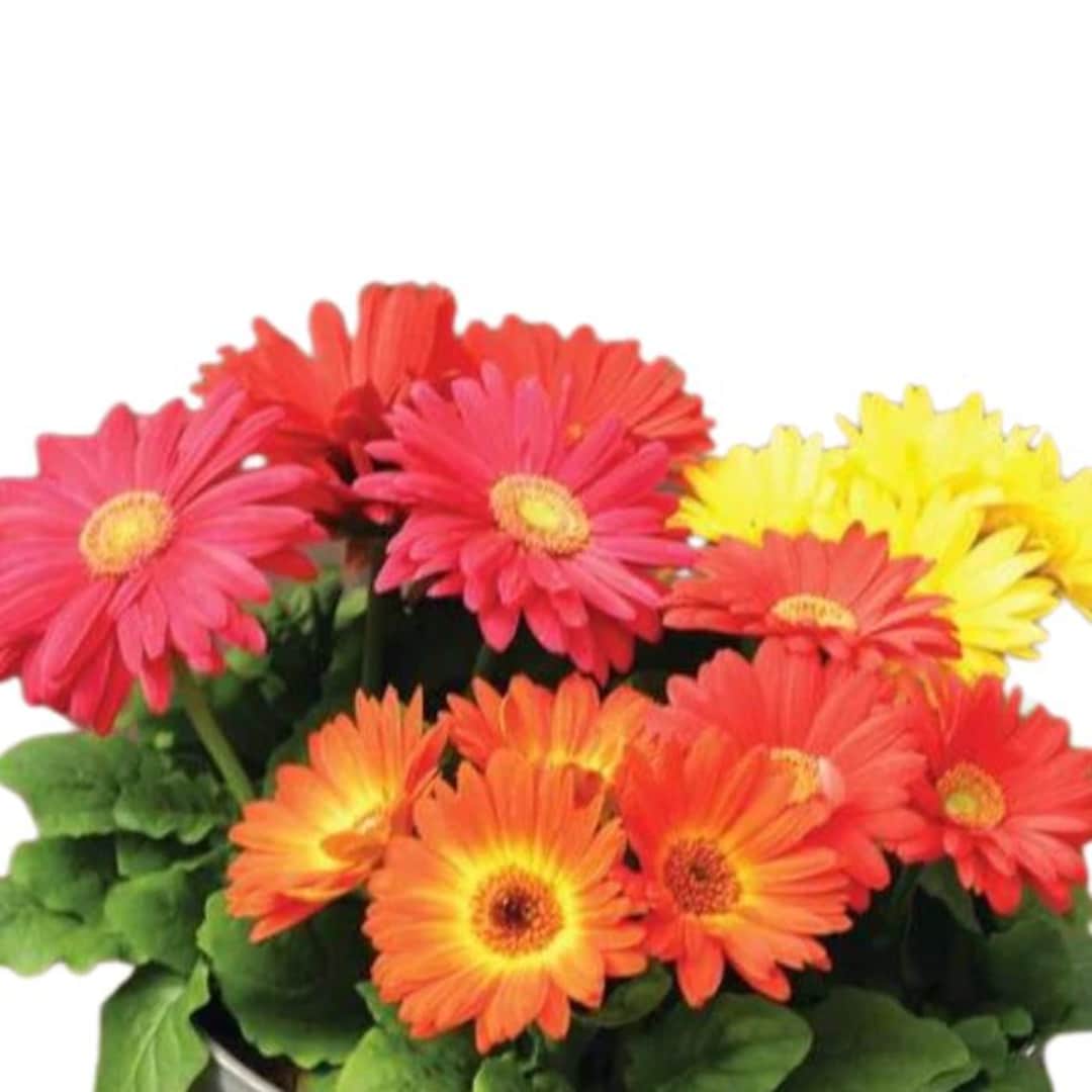 Gerbera Majorette Mix Seeds - Etsy