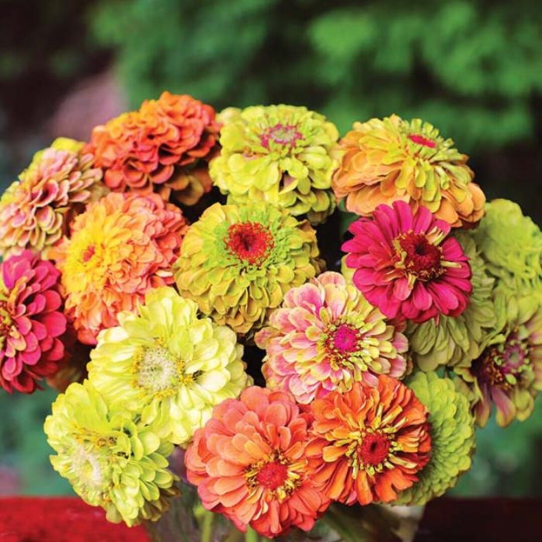 Queeny Mix Zinnia Seed - Etsy
