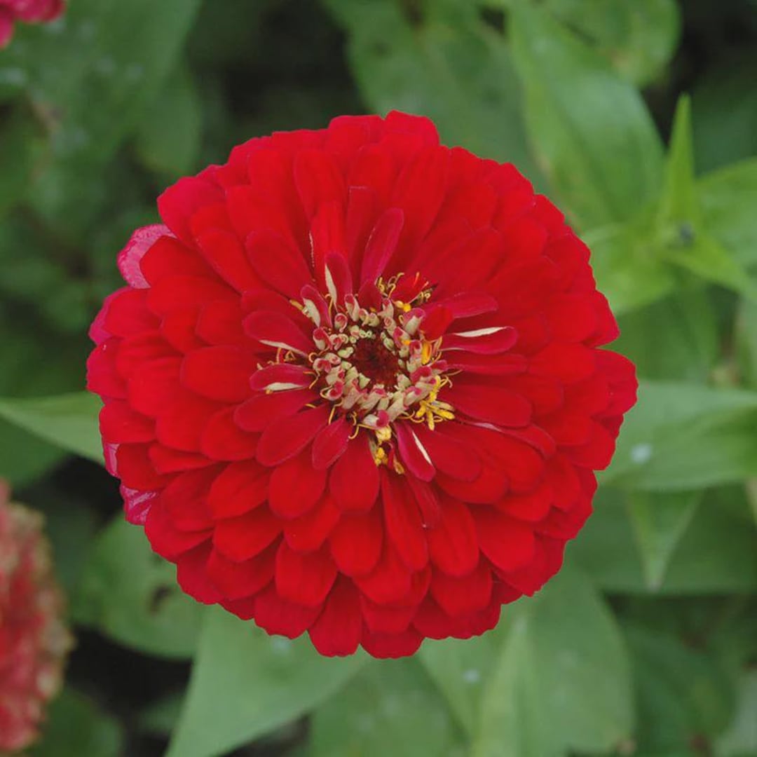 Benary's Giant Deep Red Zinnia Seeds - Etsy