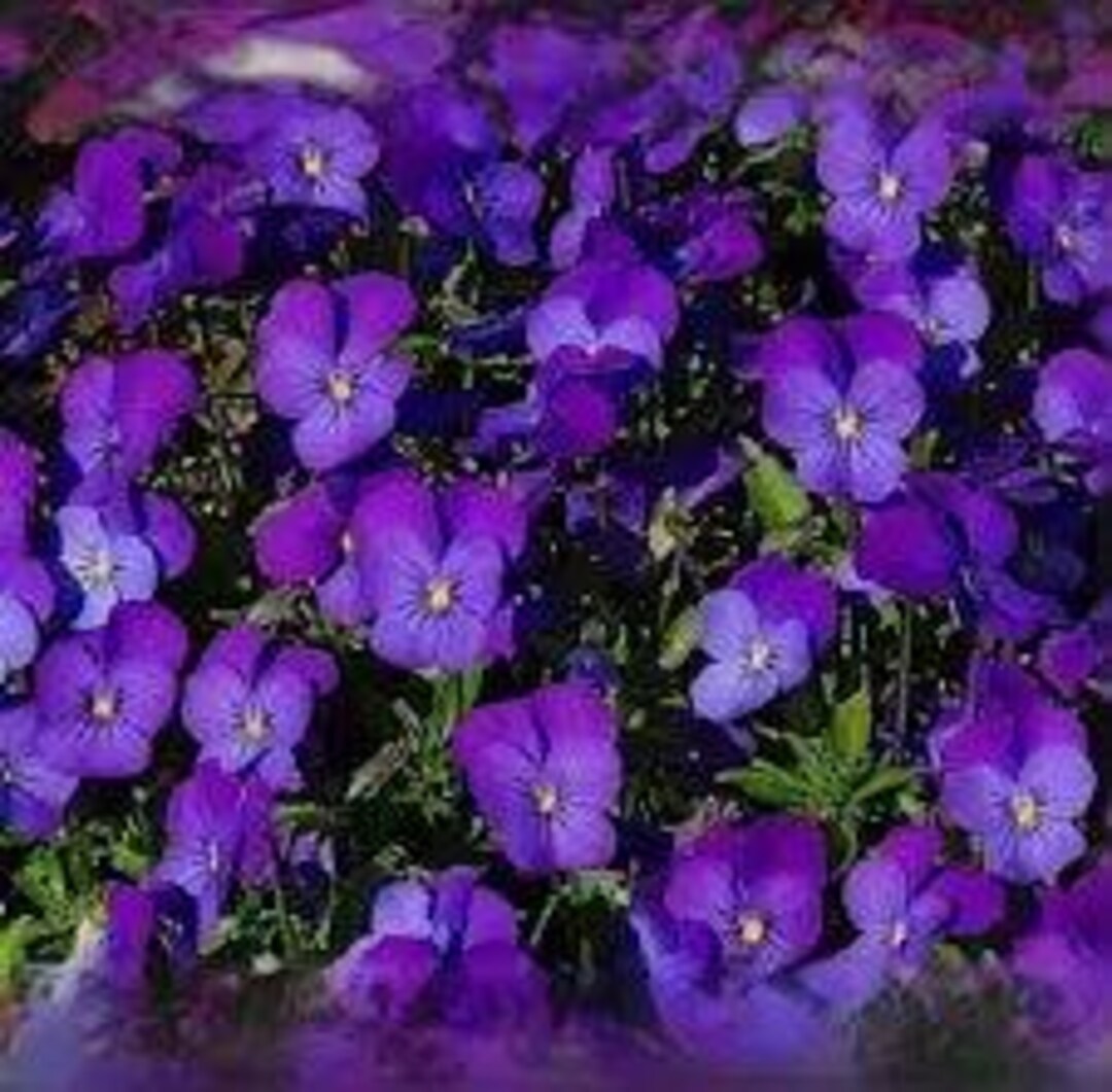 Viola Seeds King Henry Seeds - Etsy