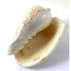 Vintage Natural Noble Volute Cymbiola Nobilis Large Display Shell Sea ...