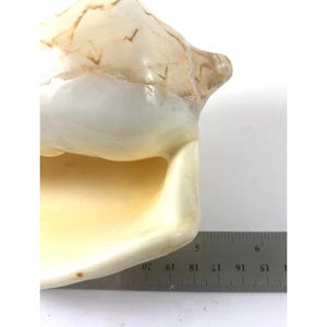 Vintage Natural Noble Volute Cymbiola Nobilis Large Display Shell Sea ...