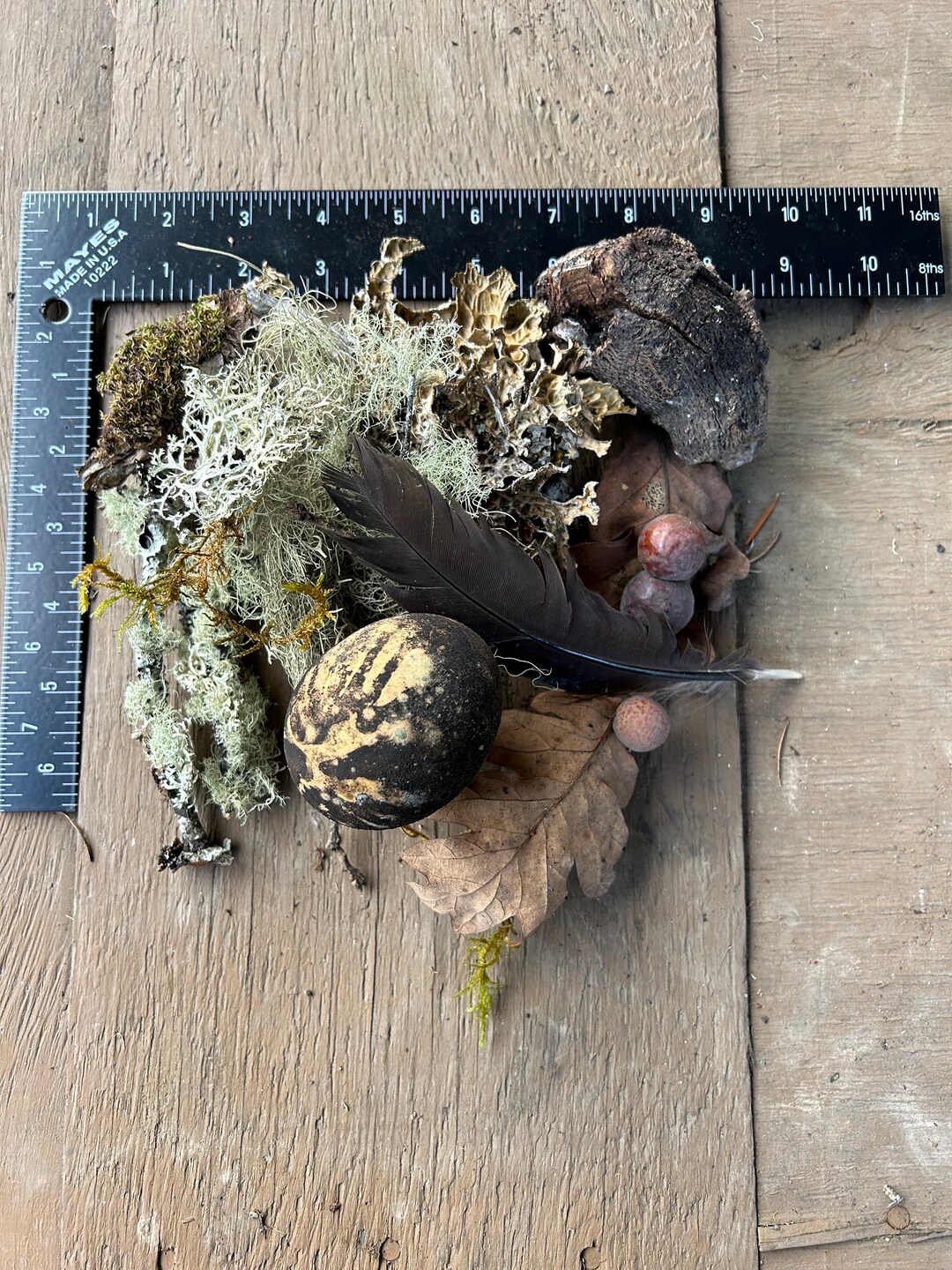 Forest Foraged Nature Bundle – Woodland Moss, Lichen, Feather, Oak ...