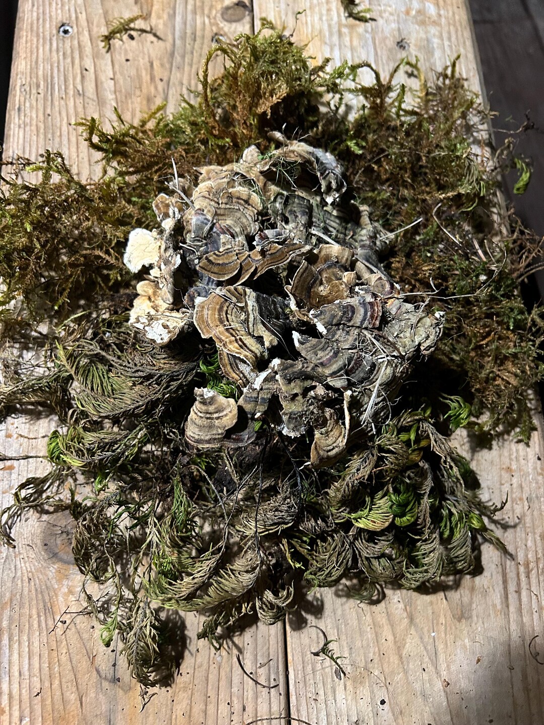 Turkey Tail Mushrooms & Forest Moss, Foraged Woodland Decor - Etsy