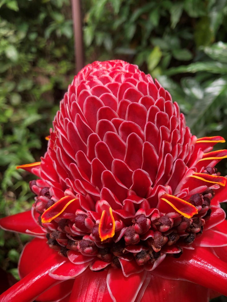 Red Torch Ginger (etlinger Elatior) Rhizomes - Etsy