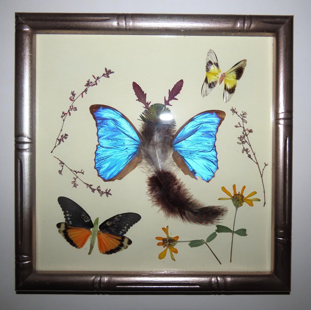 Small Picture Collage With Insect Wings, Feathers and Pressed Flowers ...